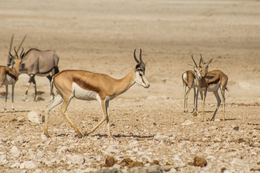 Springbok (Antidorcas marsupialis) - Know Your Mammals