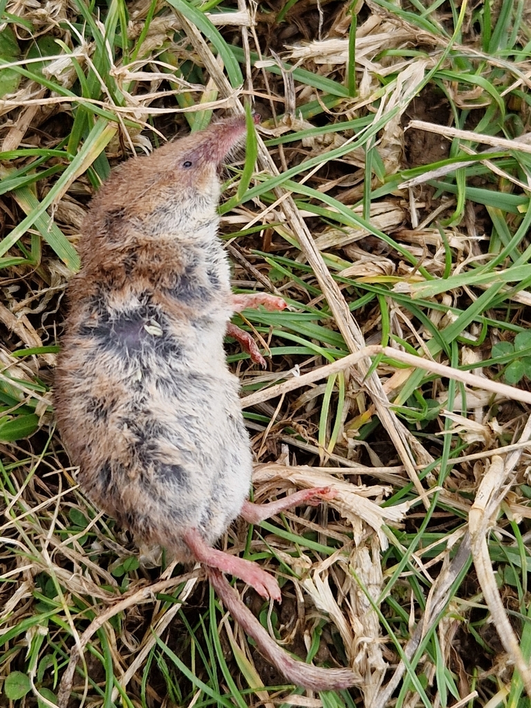 Long-tailed Shrews from Kemptown, Brighton, Brighton and Hove, Brighton ...
