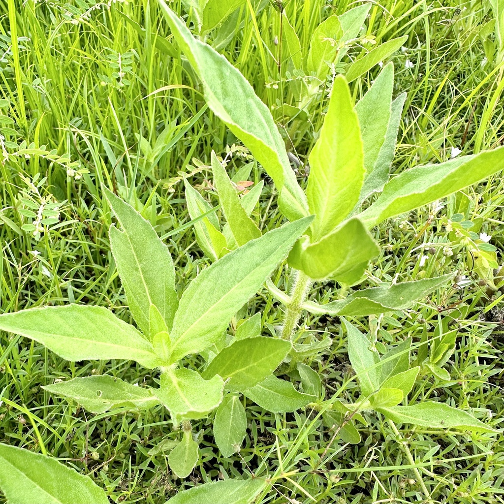 plants from East Point Reserve, East Point, NT, AU on September 21 ...