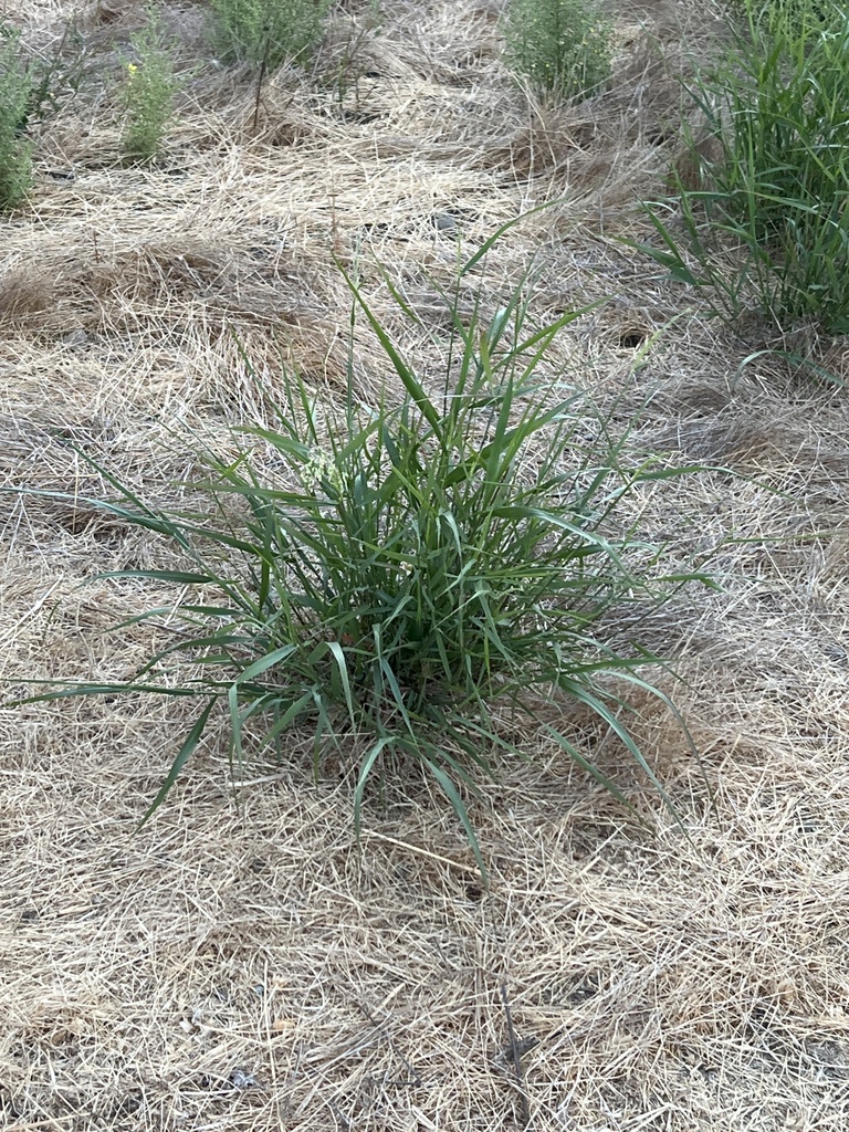 Smilo Grass from Hayward Highland, Hayward, CA, US on October 6, 2024 ...