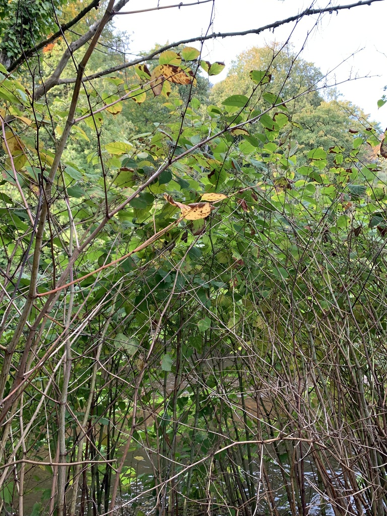 Japanese knotweed from River Goyt, Stockport, England, GB on 05 October ...