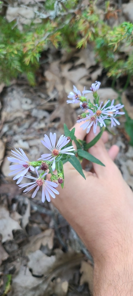smooth blue aster from Grant Township, MI, USA on October 06, 2024 at ...
