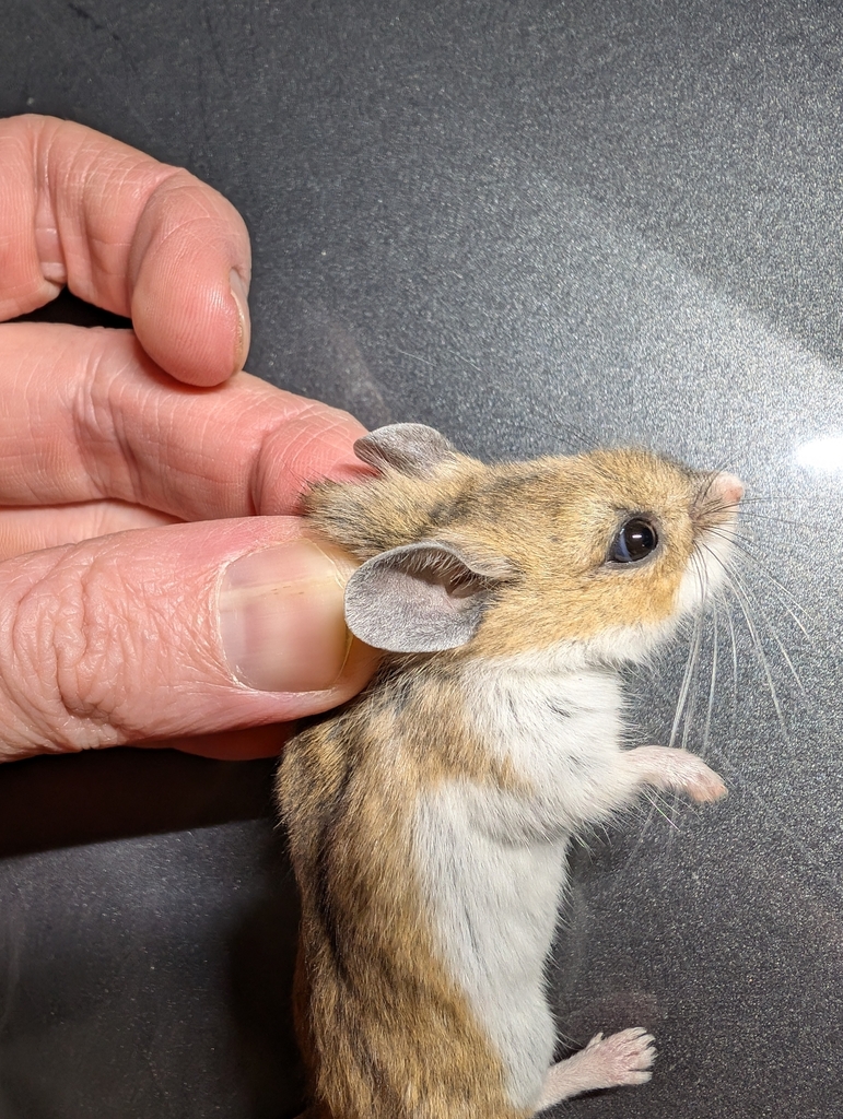 Northern Grasshopper Mouse from Lake County, OR, USA on October 5, 2024 ...