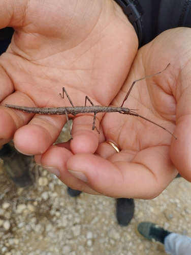 Subspecies Bacillus rossius rossius · iNaturalist United Kingdom