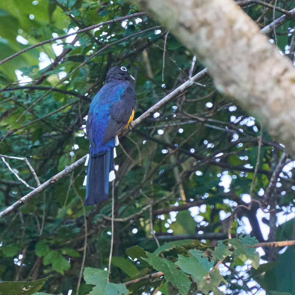 Black-headed Trogon from Doyle's Delight St, Belmopan, Belize on ...