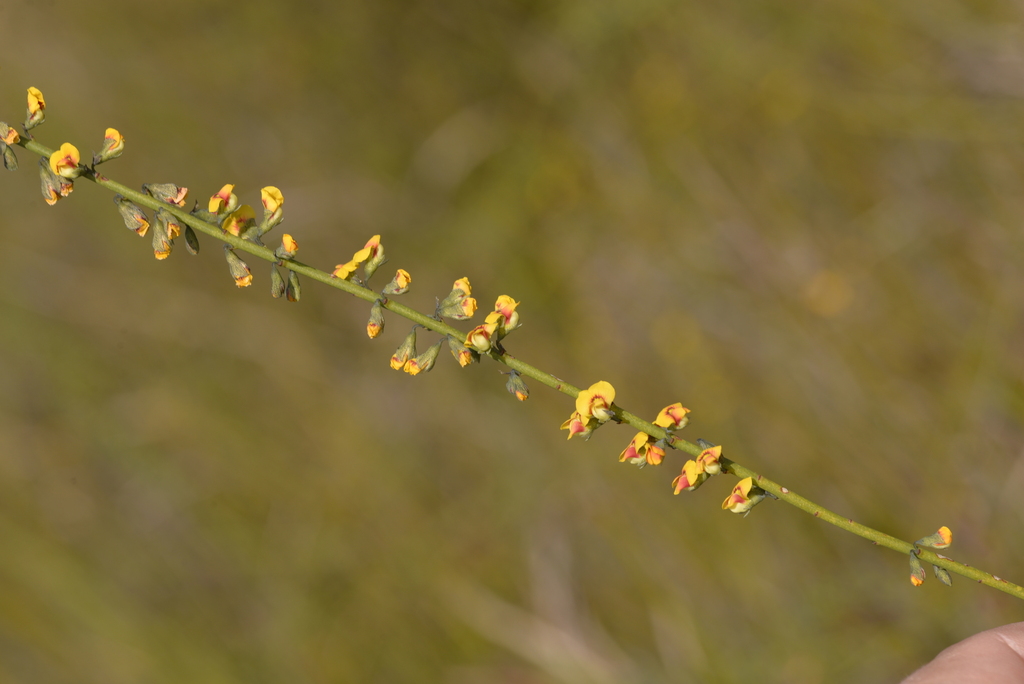leafless globe-pea from Coffs Harbour NSW, Australia on September 23 ...