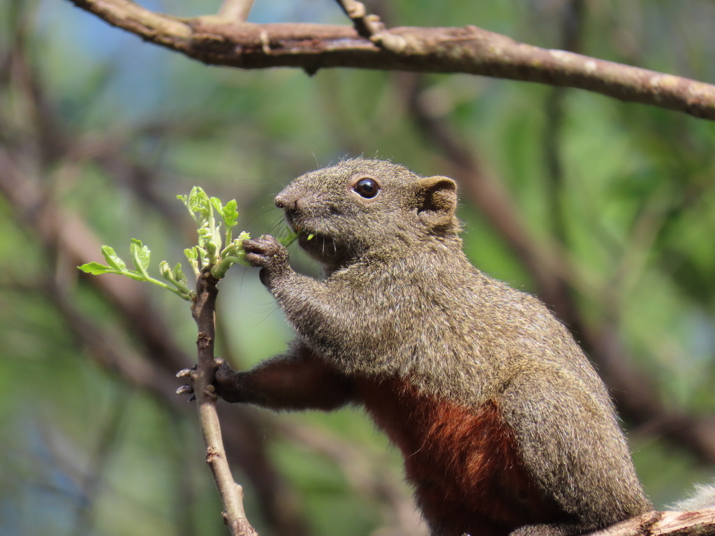 Pallas' Squirrel from 金牛岭公园, 海口市, 海南省, CN on February 13, 2024 at 10:21 ...
