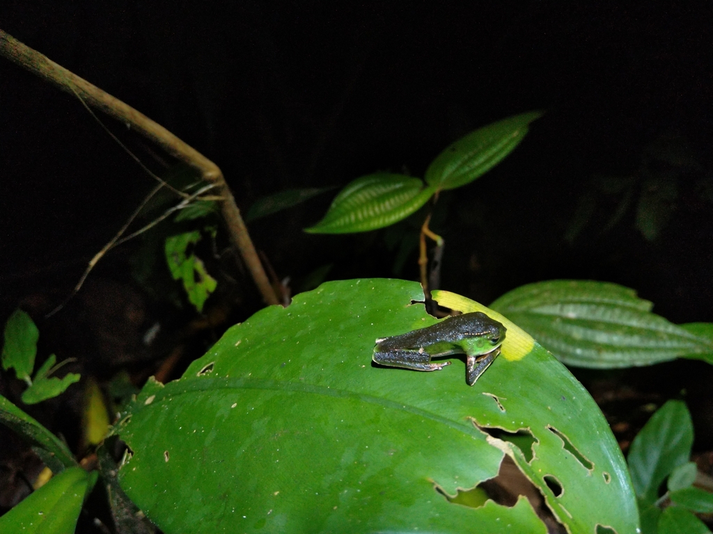 White-lined Leaf Frog from Santiago, Ecuador on June 7, 2024 at 08:38 ...