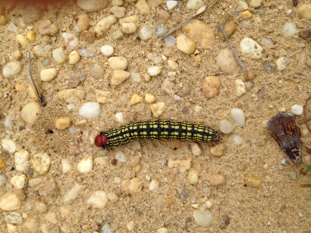 Azalea Caterpillar Moth from Franklin Parker Preserve on July 28, 2013 ...