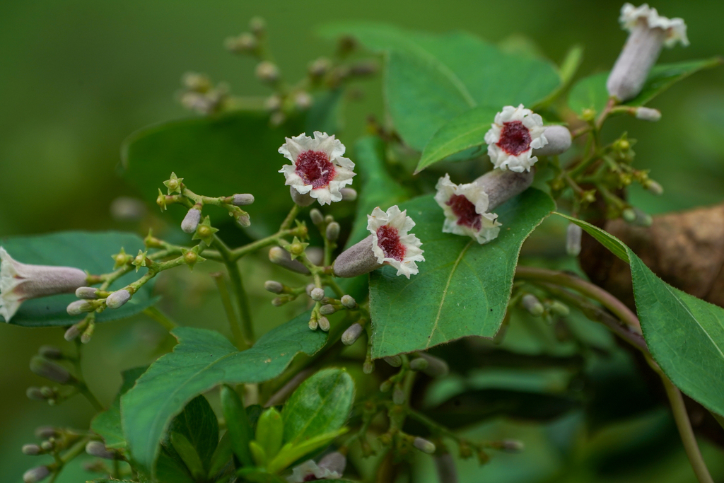 skunk vine from 落合 on October 6, 2024 at 01:10 PM by WATANABE Hitoshi ...