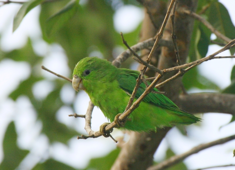 Tres Marías Parrotlet (Forpus cyanopygius insularis) - Avian Discovery