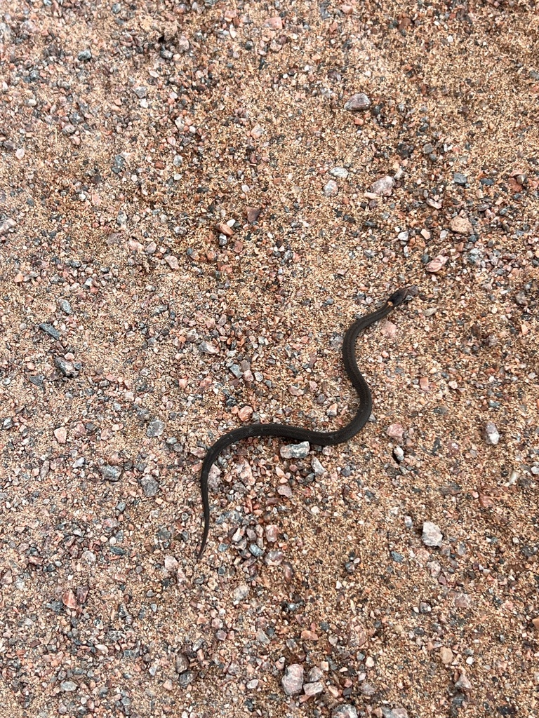 Red-bellied Snake from Prince Edward Island National Park, Charlotte ...