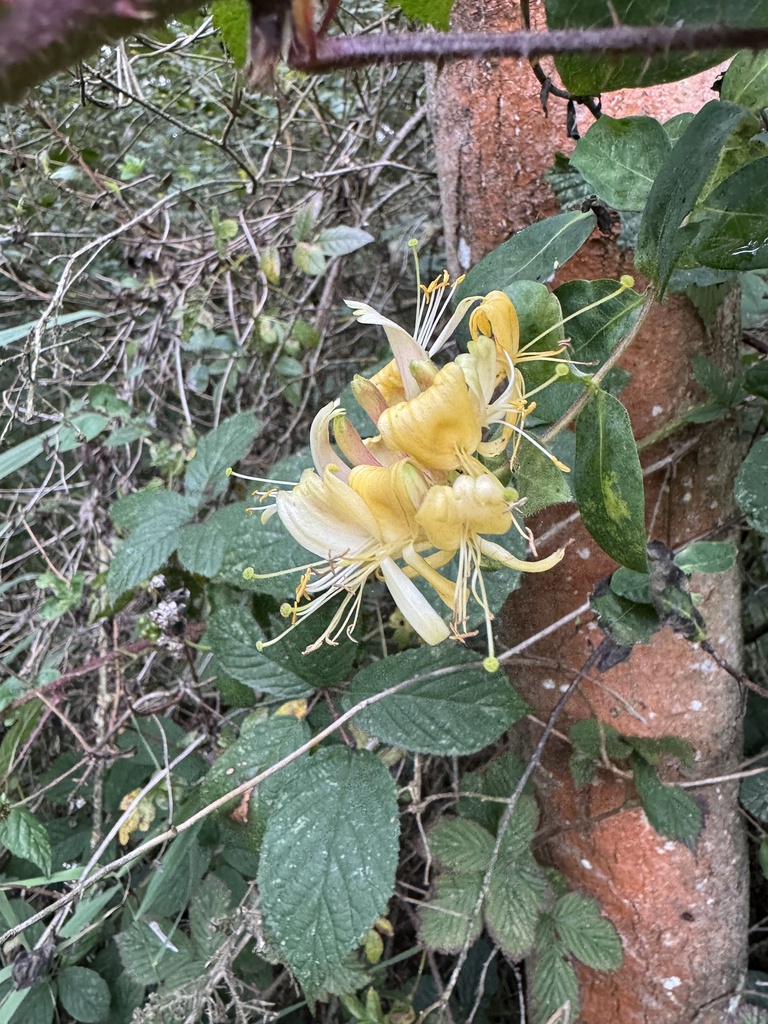 Common Honeysuckle from Askham Bryan, York, England, GB on October 6 ...