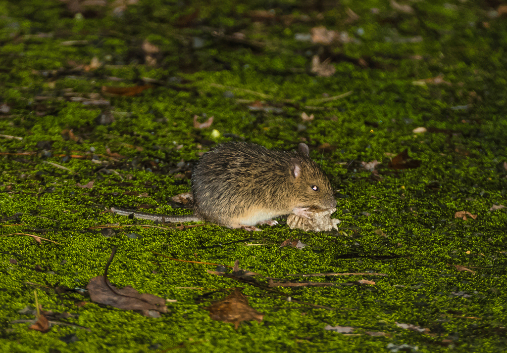 Ryukyu Spiny Rats (Tokudaia) - Know Your Mammals