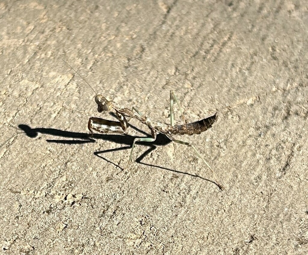 California Mantis from Navajo County, AZ, USA on September 17, 2024 at ...