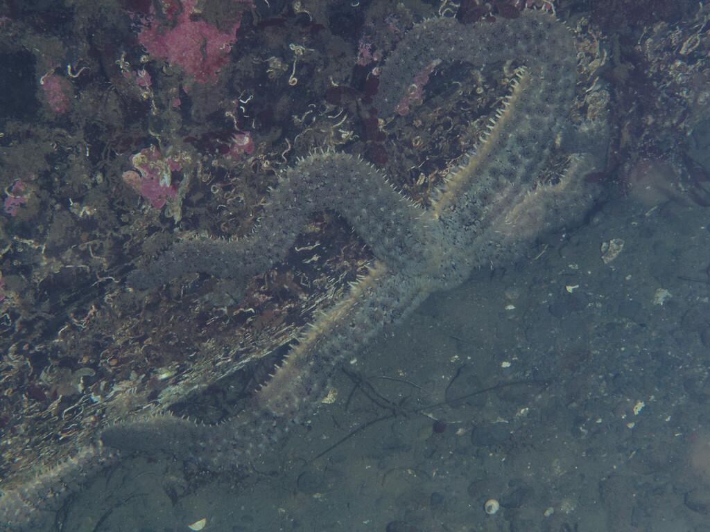 Velcro Star from Point Whitney Pipeline on October 5, 2024 at 04:09 PM ...