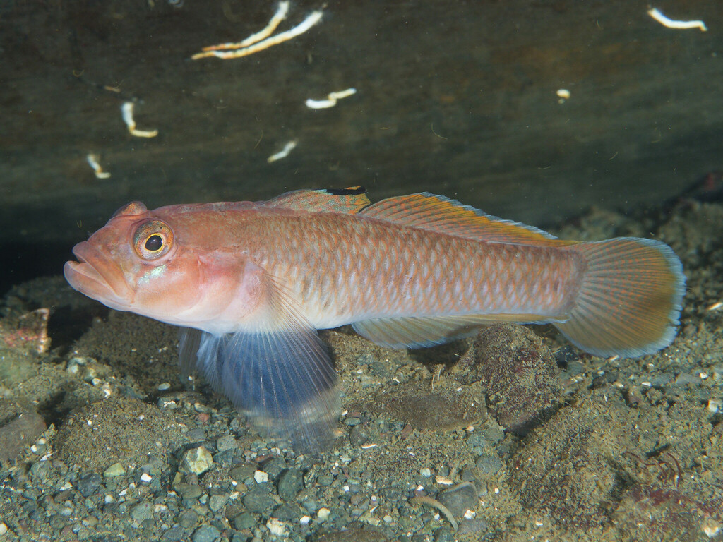 Blackeye Goby (Rhinogobiops nicholsii) - Marine Life Identification