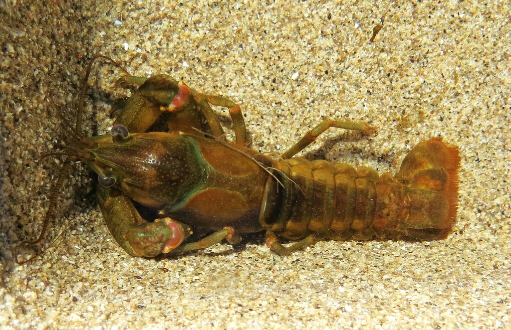 Northern Clearwater Crayfish from Port Severn, Muskoka District ...