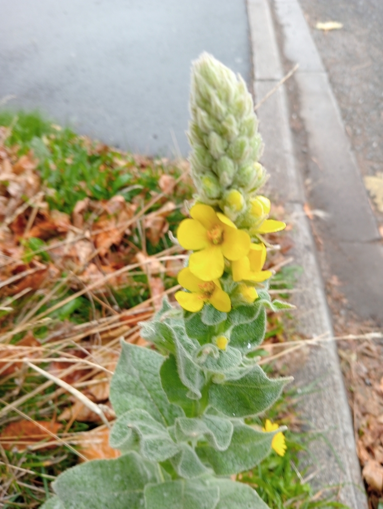 great mullein from Acomb, York, UK on October 06, 2024 at 05:04 PM by ...