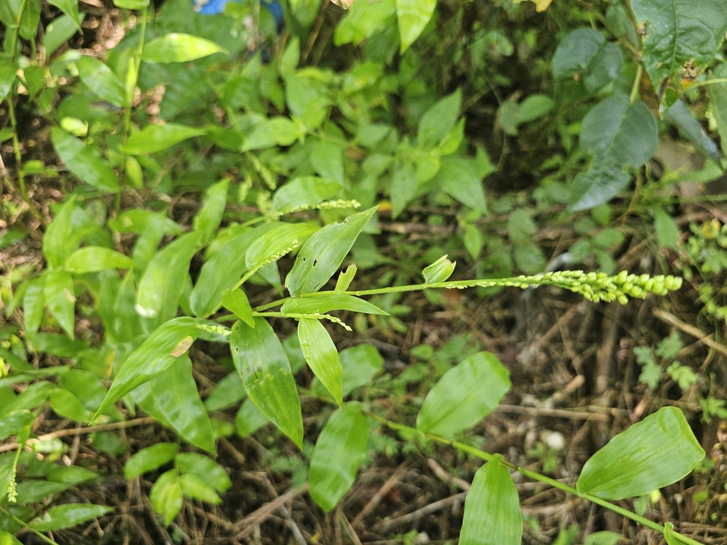 Ichnanthus pallens from 97782 Valladolid, Yuc., México on October 6 ...