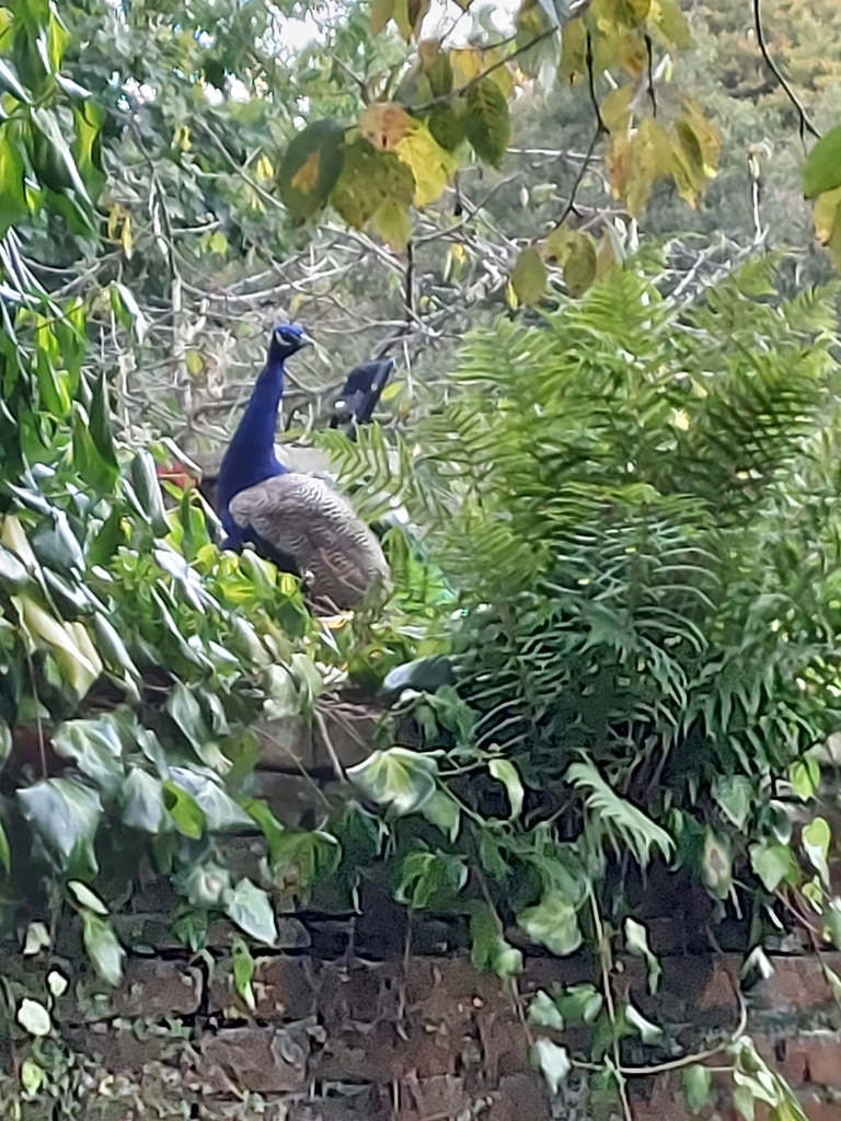 Indian Peafowl from Langley Castle, Hexham NE47 5LU, UK on October 6 ...