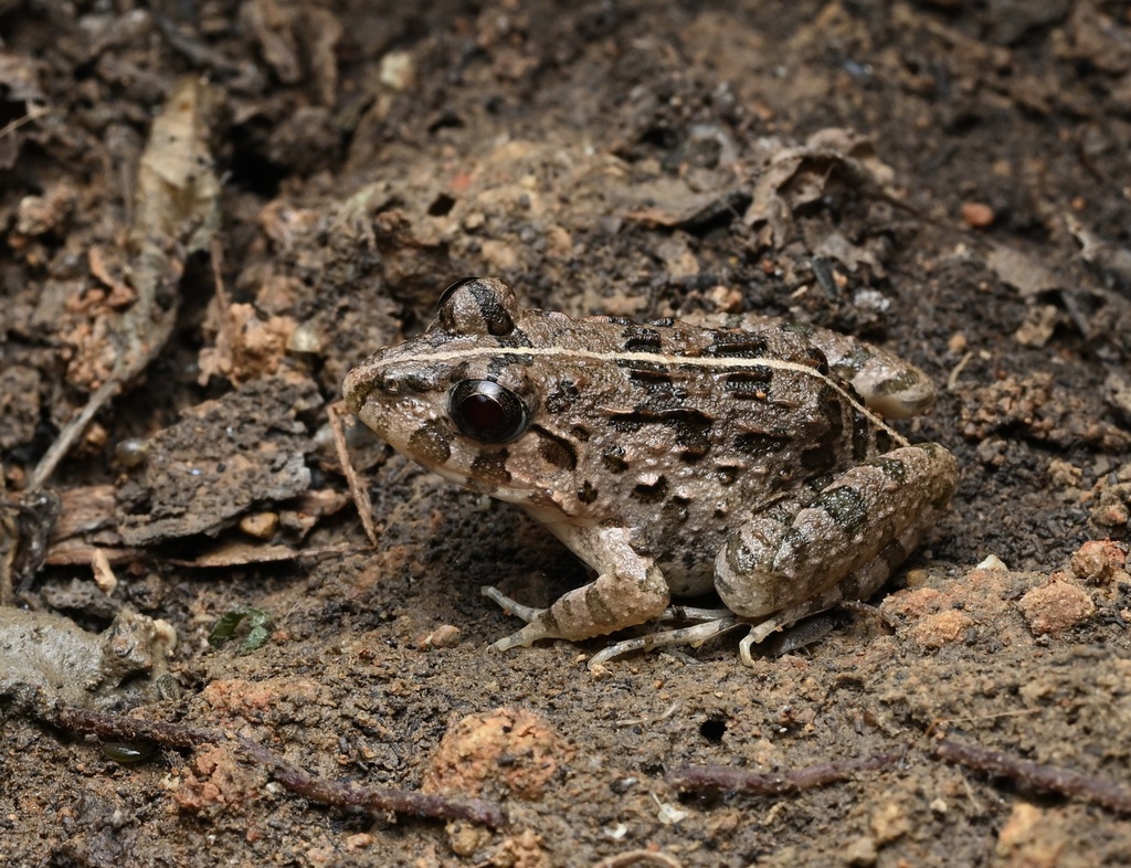 Rice field frog in October 2024 by Yexingcha · iNaturalist