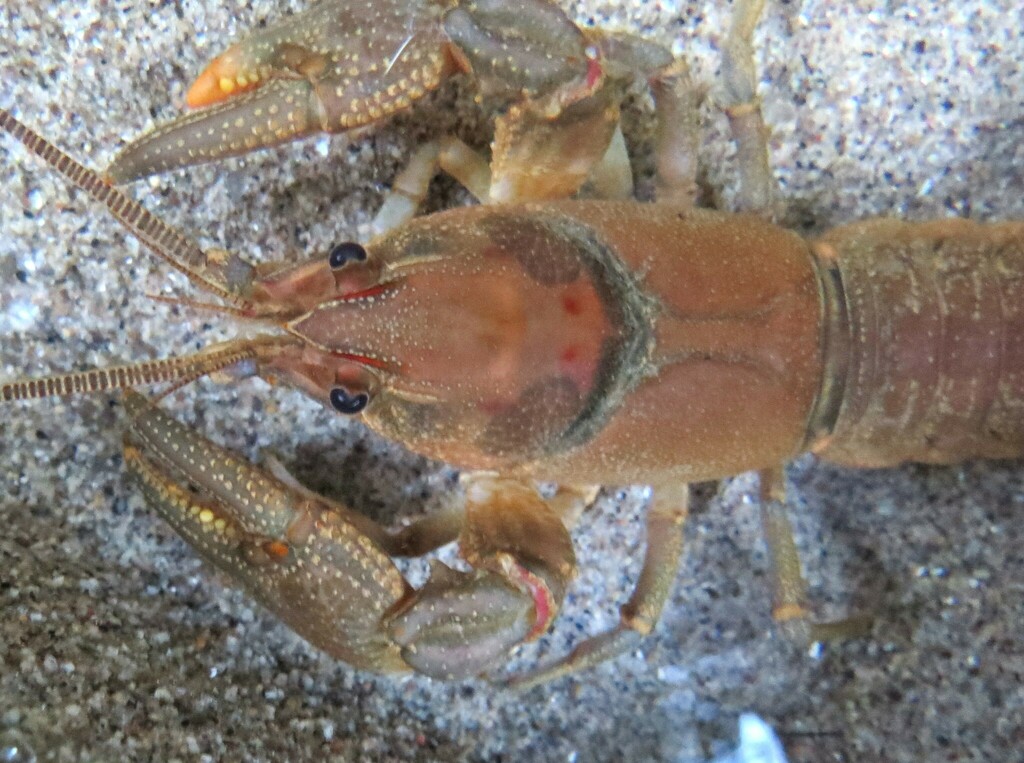 Big Water Crayfish from Noisy River, Simcoe County, ON, Canada on ...