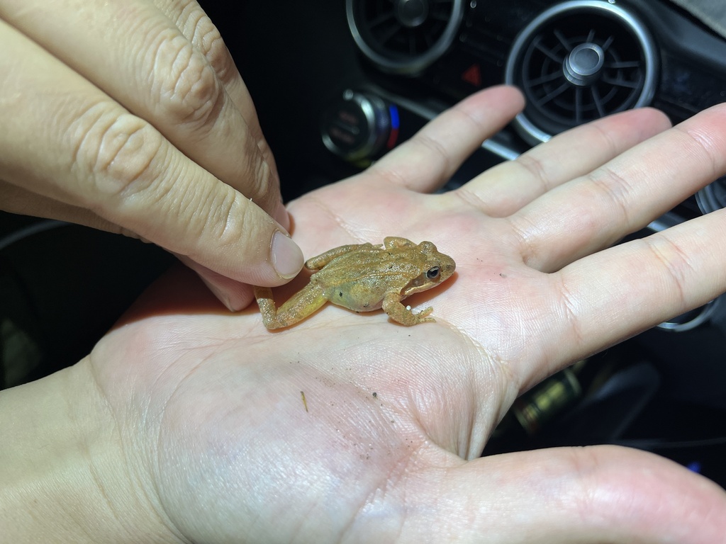 Dybowski's Frog from Hunchun, Yanbian, Jilin, CN on October 6, 2024 at ...