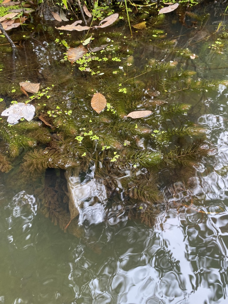 Hornworts from Farley Park Rd, Mascot, VA, US on October 5, 2024 at 09: ...