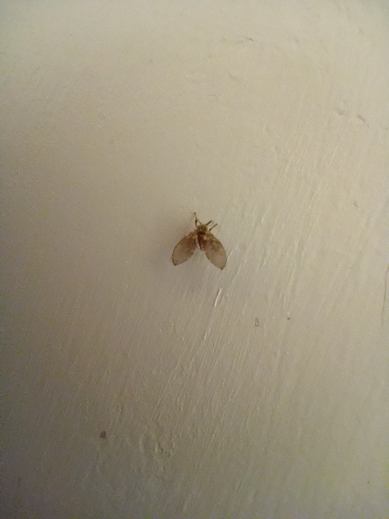 Moth Flies from Strongsville, OH 44136, USA on September 23, 2024 at 11 ...