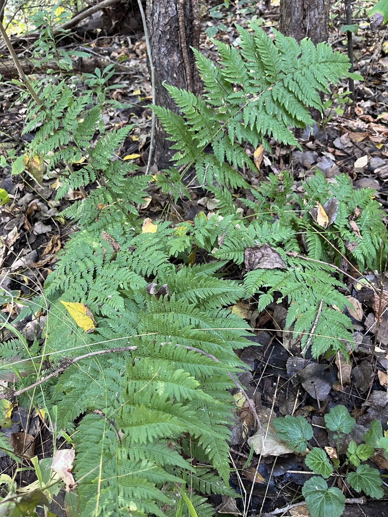 wood ferns from Bruce Tr, Niagara Falls, ON, CA on October 6, 2024 at ...