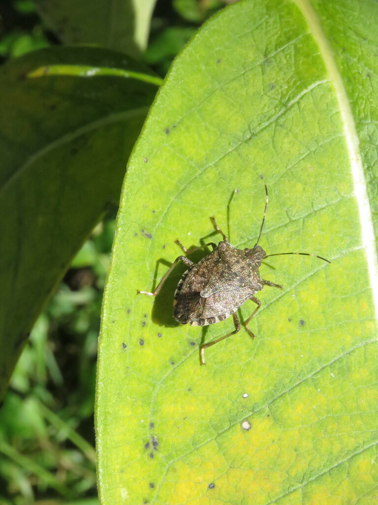 Brown Marmorated Stink Bug from 431 E Rd, Milton, VT 05468, USA on ...