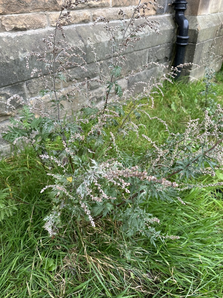 common mugwort from Govan Road, Glasgow, Scotland, GB on 06 October ...