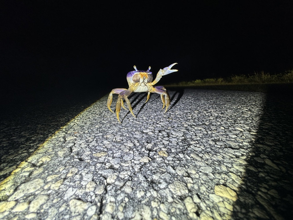 Blue Land Crab from Big Pine Key, Big Pine Key, FL, US on October 5 ...