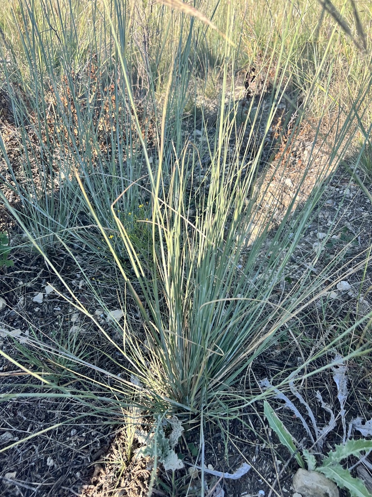 Tall Dropseed from Tandy Hills Natural Area, Fort Worth, TX, US on ...