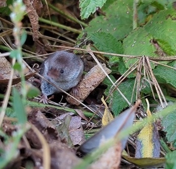 Red-toothed Shrews from Семилукский р-н, Воронежская обл., Россия on ...