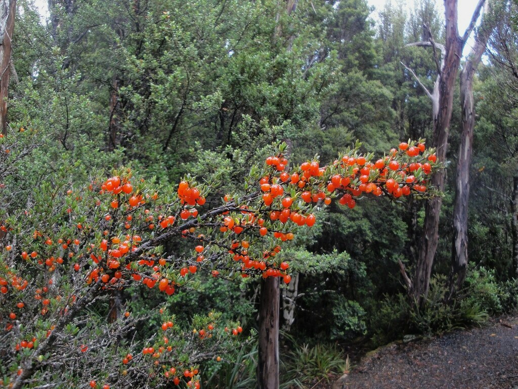 Mountain Currant from Southwest TAS 7116, Australia on March 24, 2013 ...