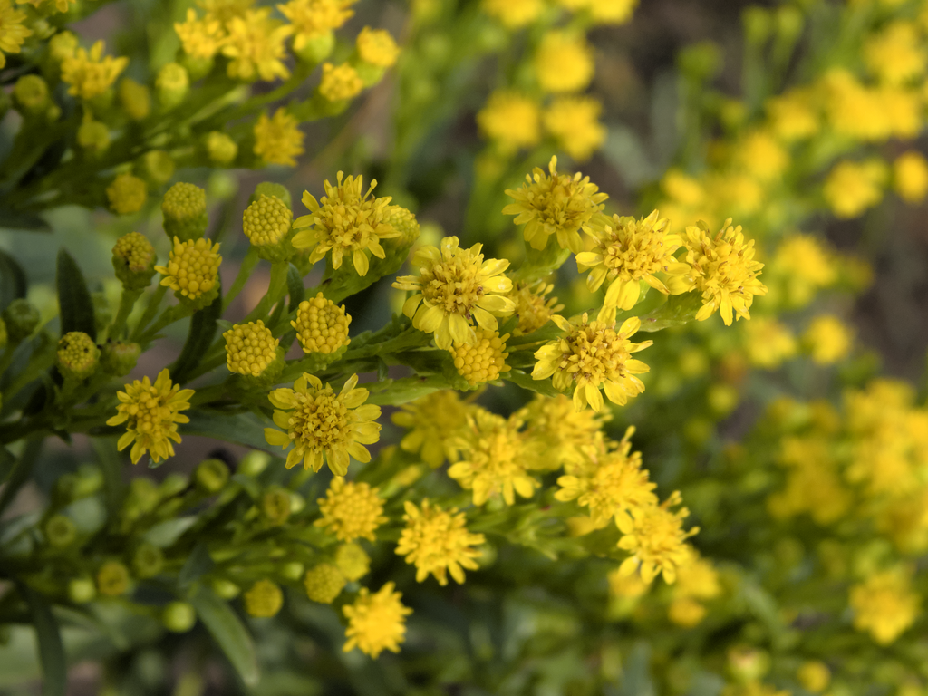 northern seaside goldenrod from Petit Cap Beach, Beaubassin East, NB ...