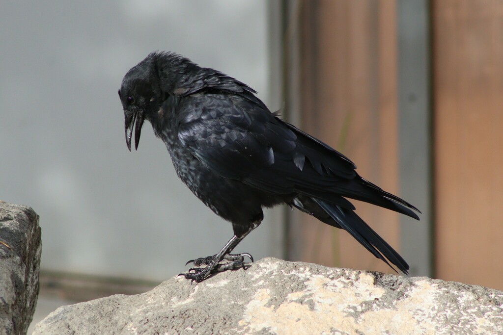 Western Crow from Rexburg, ID, USA on September 16, 2024 at 08:08 AM by ...