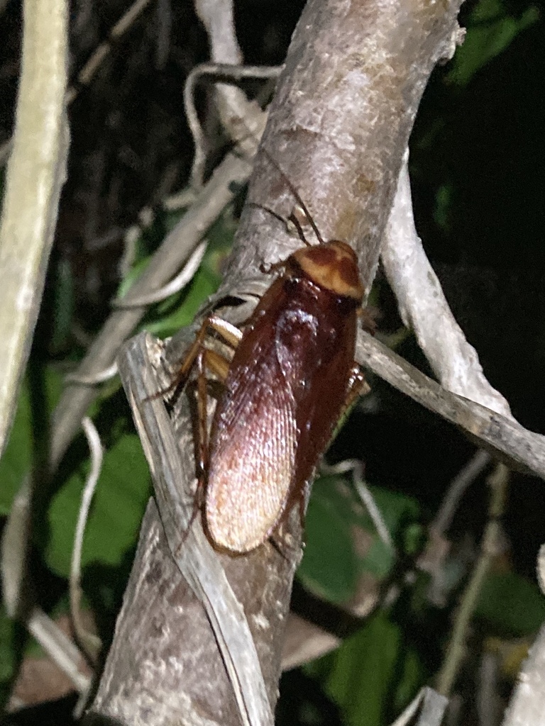 American Cockroach from Cook Islands on September 30, 2024 at 09:22 PM ...