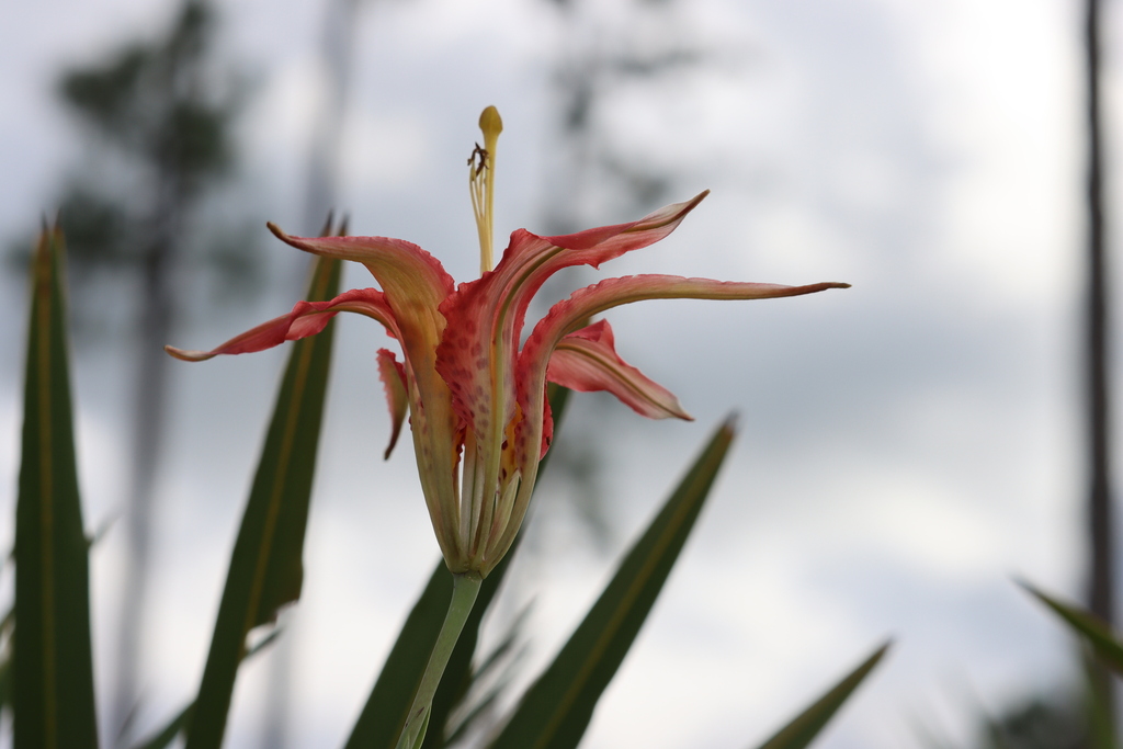 Pine lily in October 2024 by LW Ridge · iNaturalist
