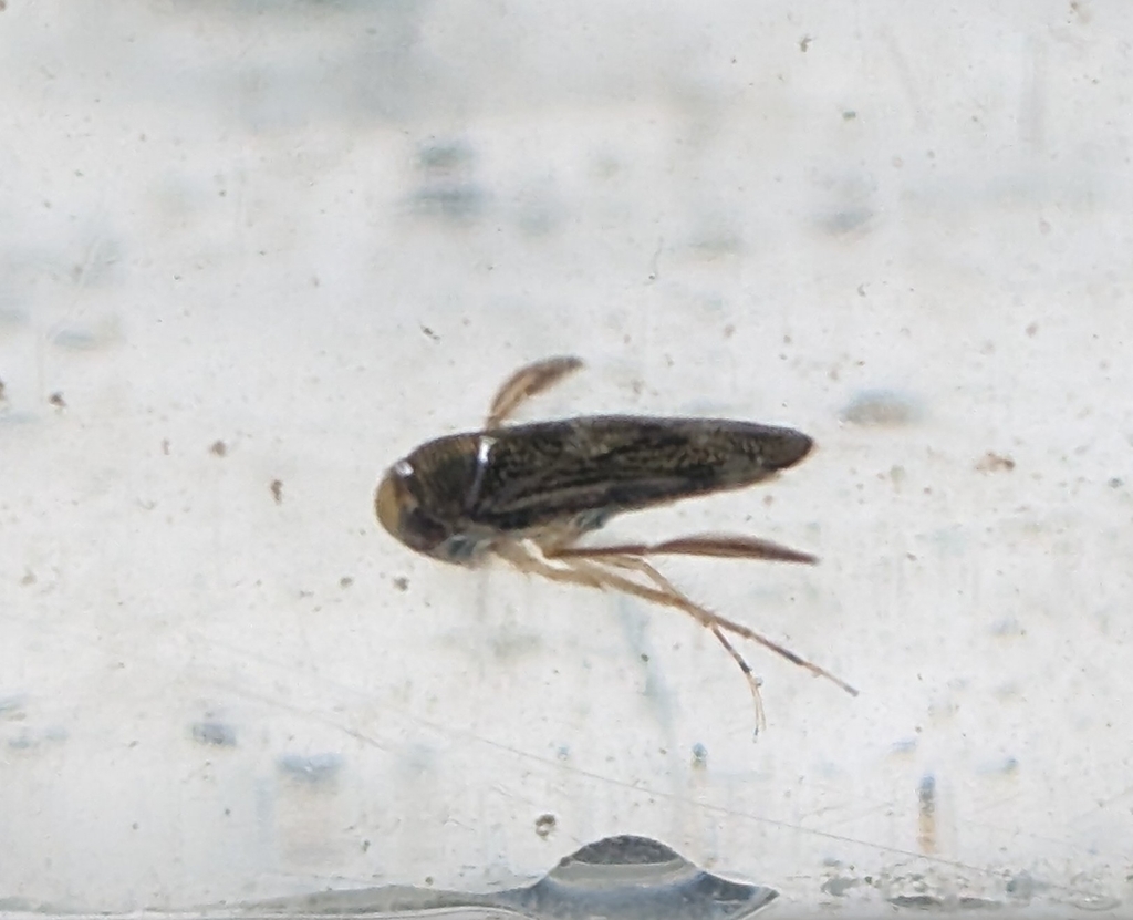 Corixinae from Kamloops, BC, Canada on October 6, 2024 at 08:17 AM by ...