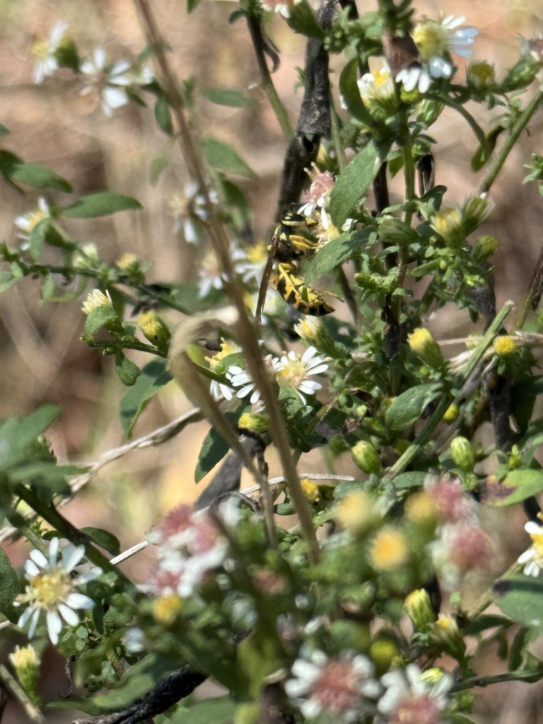 Eastern Yellowjacket from Shor Park, Milford, OH, US on October 6, 2024 ...