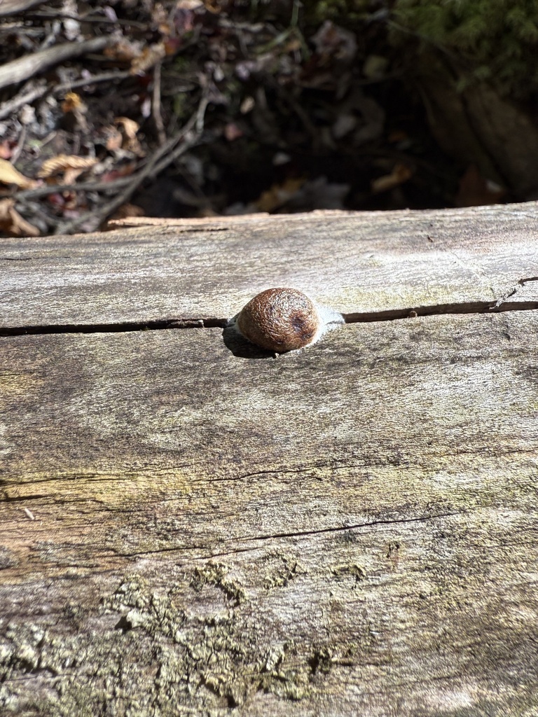Reticularia splendens from Harriman State Park, Stony Point, NY, US on October 6, 2024 at 01:24 ...
