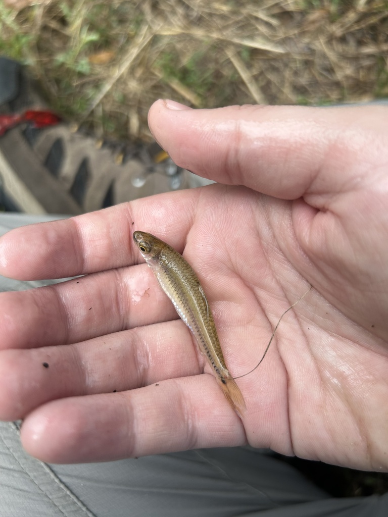 Weed Shiner from CR-18, Midway, AL, US on October 6, 2024 at 12:57 PM ...