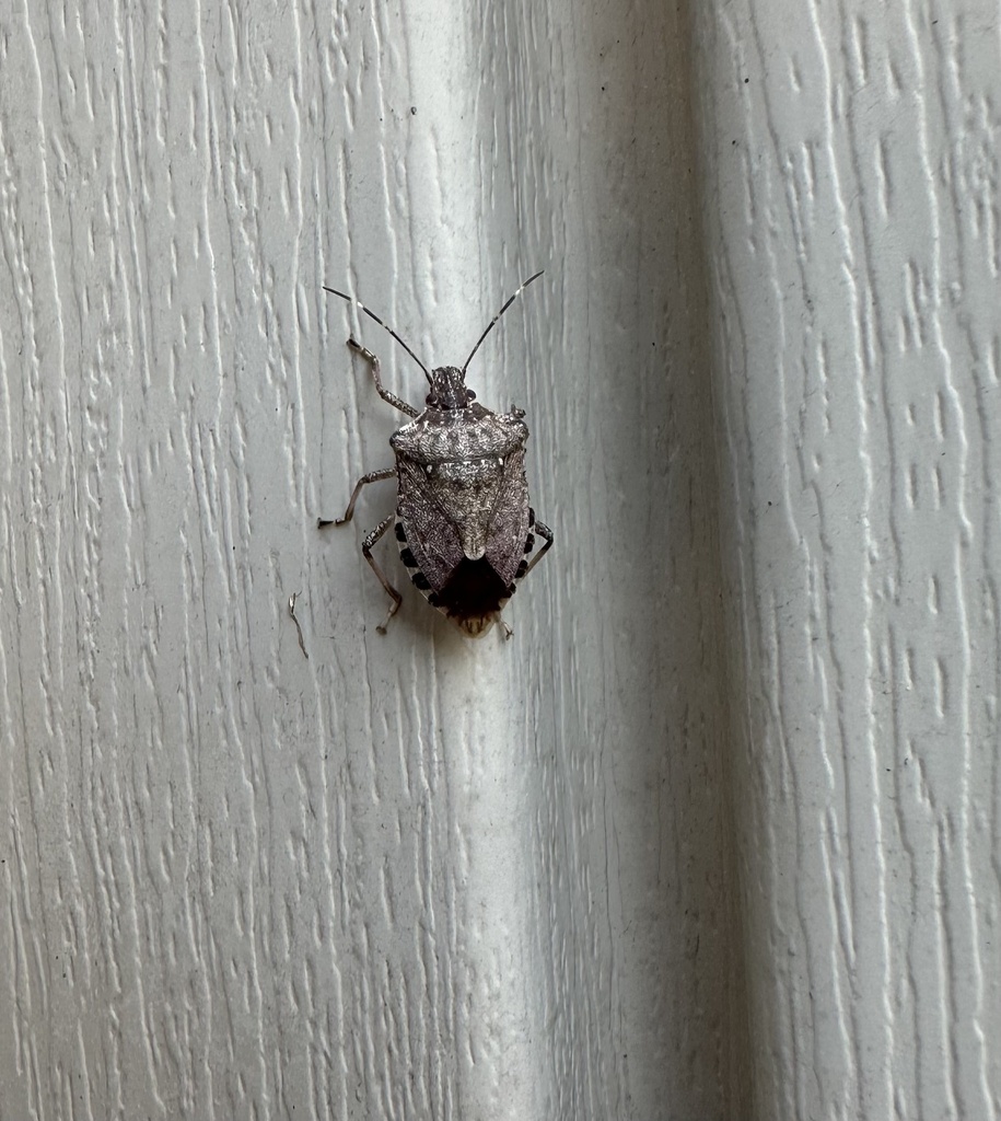 Brown Marmorated Stink Bug from NW 76th Terr, Kansas City, MO, US on ...