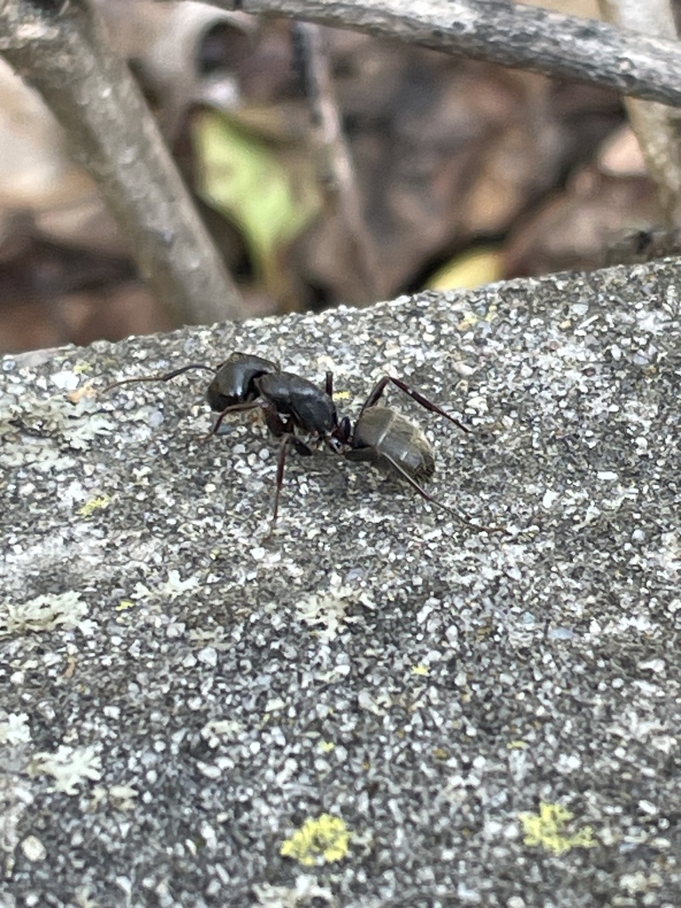 Eastern Black Carpenter Ant from Latham Ct, Columbus, OH, US on October ...