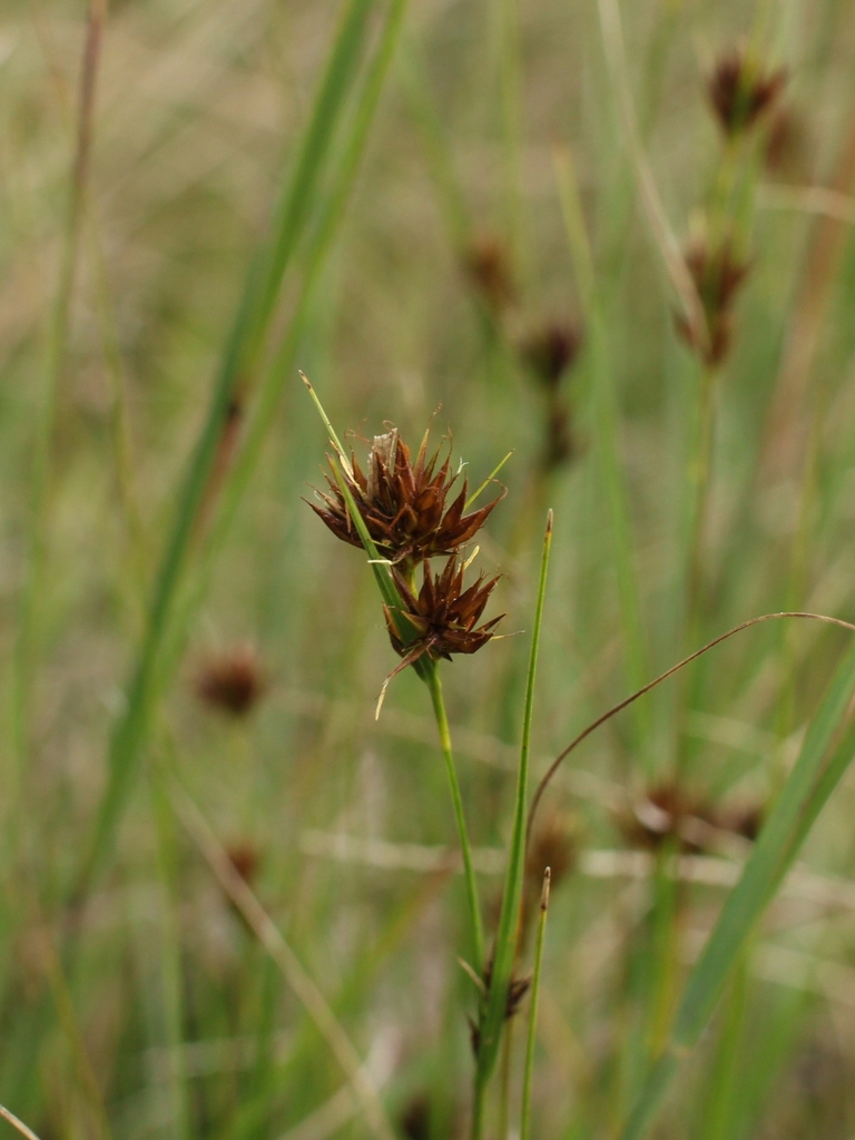 brownish beaked-rush from Cassatt, SC 29032, USA on October 06, 2024 at ...