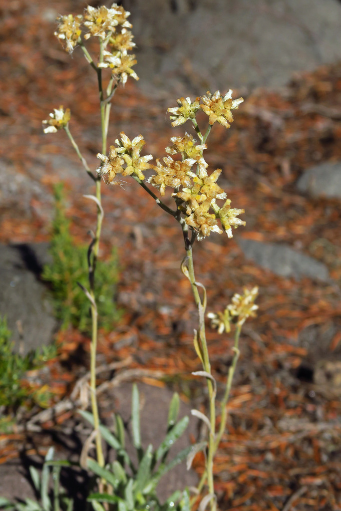 Northwestern rabbit-tobacco from Clark Creek, Hood River County, OR ...
