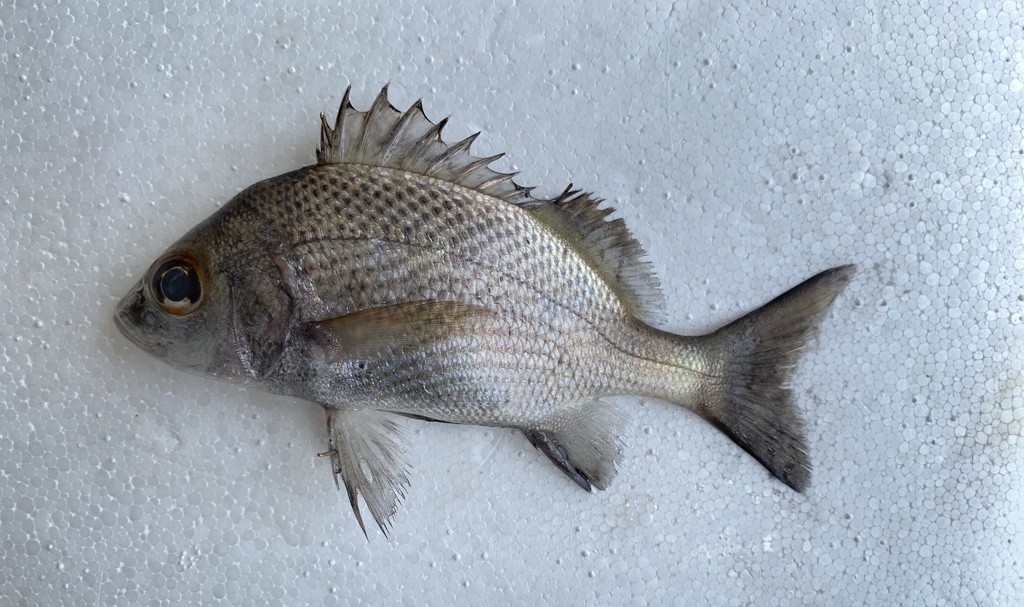 Grey Grunt from Calle Circunvalación, Manzanillo, Col., MX on October 6 ...